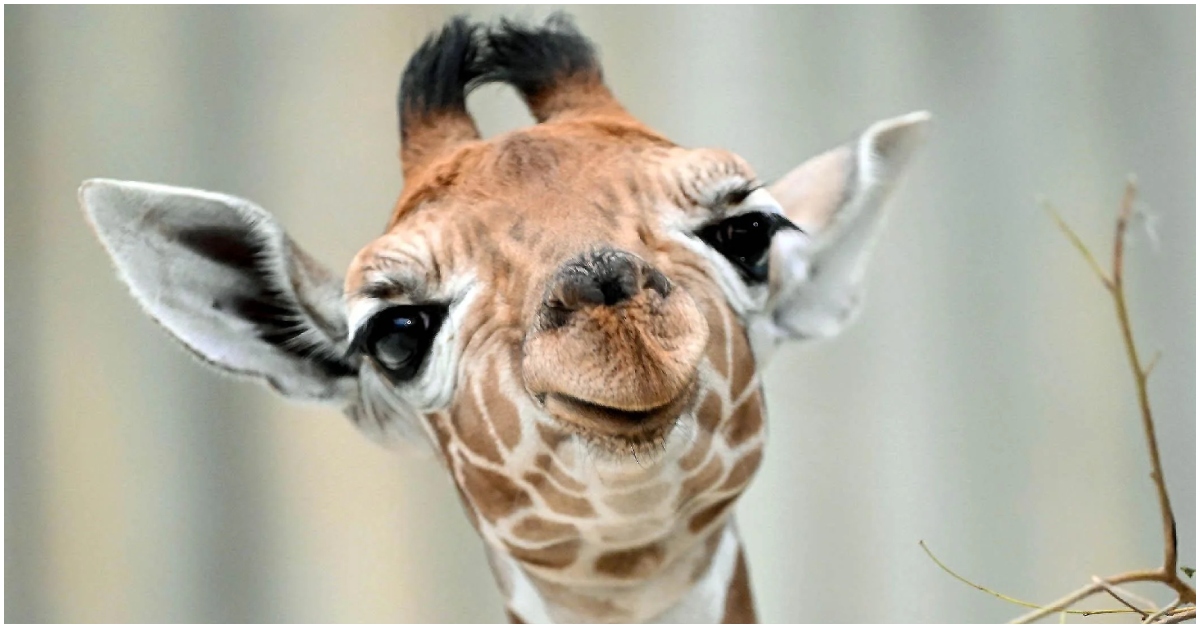 ¿A punto de DESAPARECER? Las jirafas se unirían a la lista de especies en PELIGRO DE EXTINCIÓN