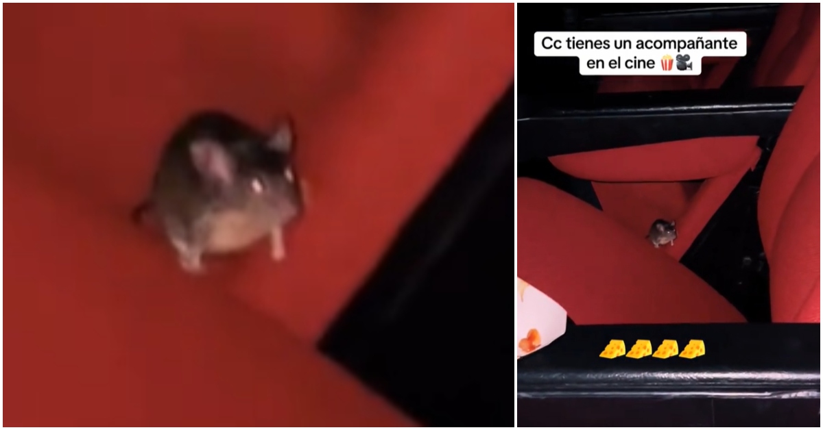 Joven se encuentra a un ratón en conocido cine mientras comía su ...
