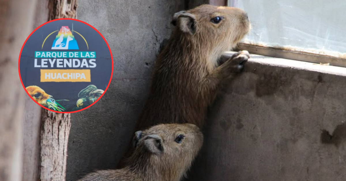 Capibaras bebés llegan al Parque de las Leyendas: ¿Desde cuándo podrás ...