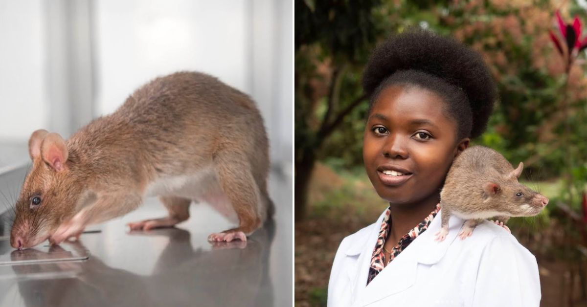 Carolina, una rata gigante que salvó miles de vidas en África se retira ...