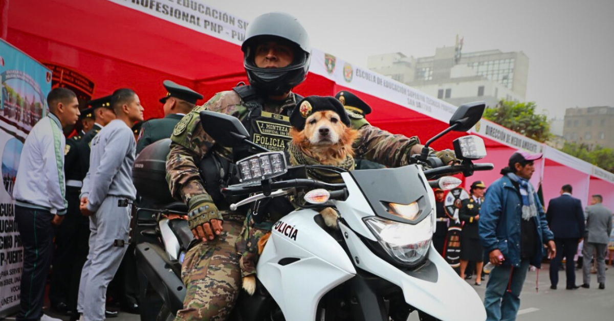 Gran Parada Militar 2025: El último desfile de 'Chato', el perrito ...