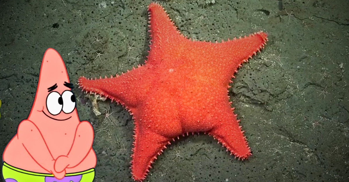 "Patricio argentino": estrella de mar con forma de glúteos se vuelve viral en el fondo del Mar ...