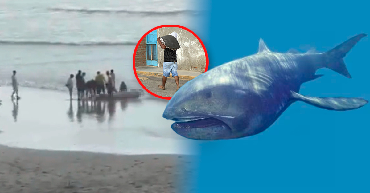 Piura: Encuentran varado un Tiburón megaboca y lo filetean pese a ser ...
